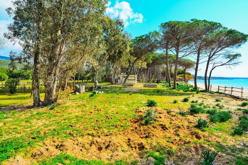 Mugoni Pine Wood by the Sea Stock Image - Image of cloudy, alghero ...