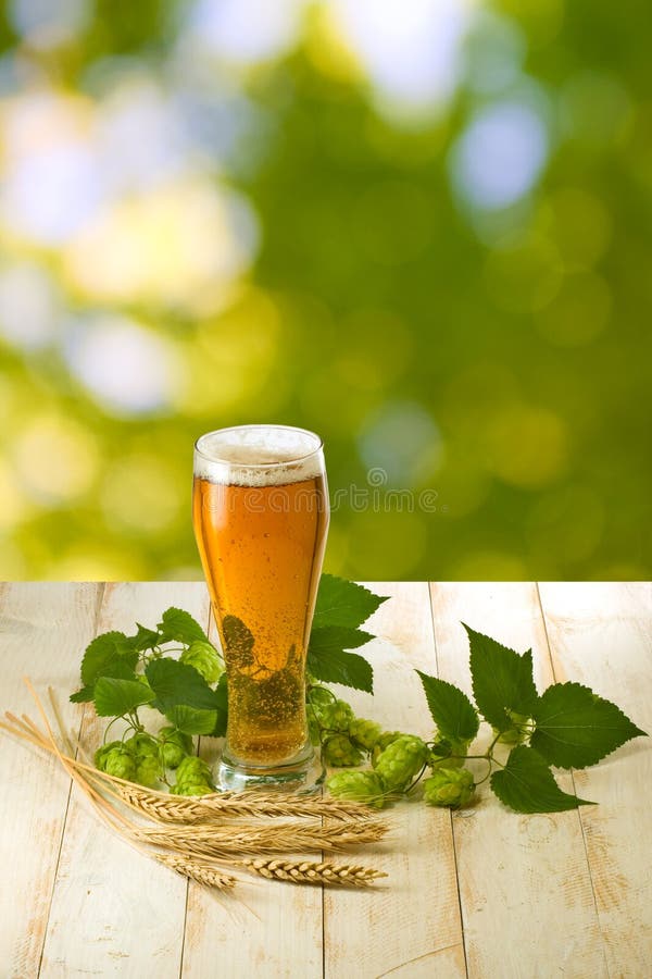 Mugs with Beer and Hop on Wooden Table Stock Image - Image of hops ...