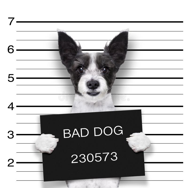 Mugshot dog stock photo. Image of delinquent, drunk, arrested - 43833686
