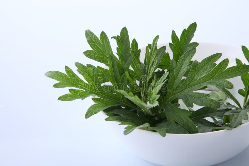 Common Mugwort (Artemisia Vulgaris) Stock Photo - Image of vulgaris ...