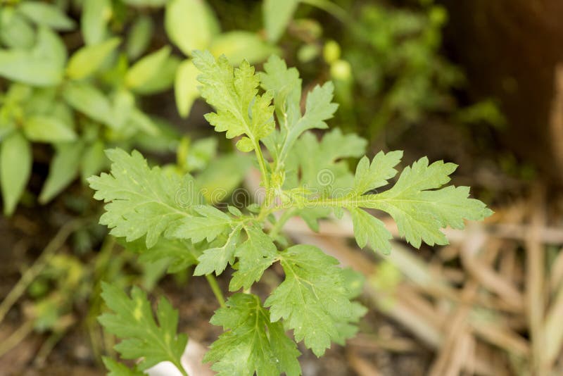 Mugwort tree. stock image. Image of organic, asian, materials - 70216387