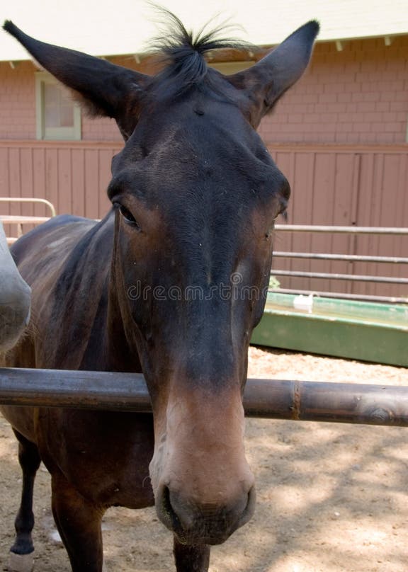 Muildier stock afbeelding. Image of lelijk, kruising, bruin - 1026697