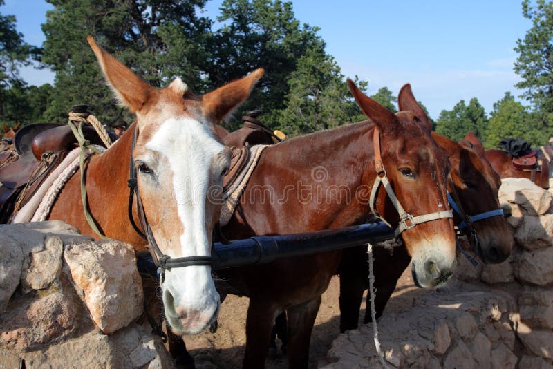 Muilezel Bij Het Grote Nationale Park Van De Canion Stock Afbeelding ...