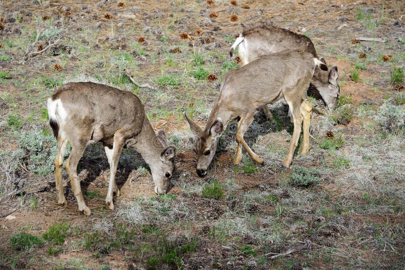 De Damhinde Van De Herten Van De Muilezel En Fawn Stock Foto - Image of ...