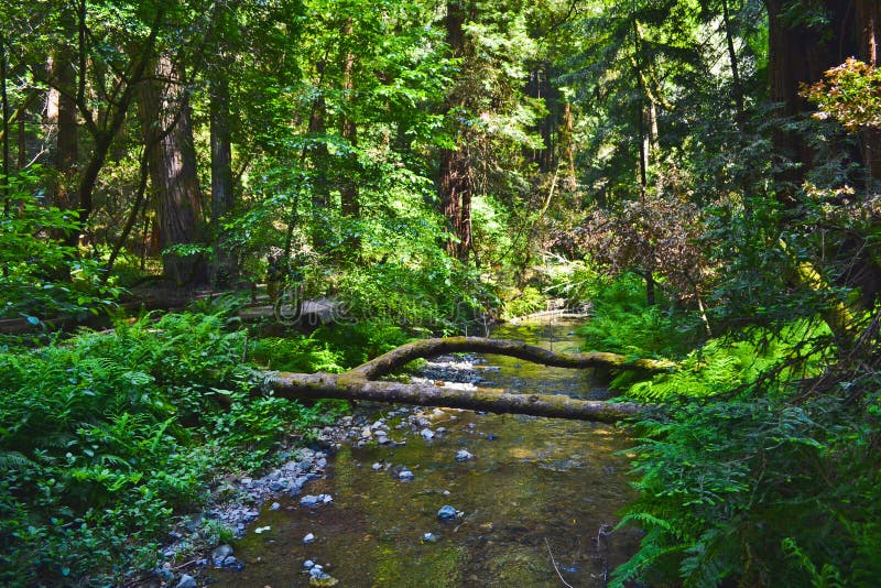 Muir Woods, California stock photo. Image of giant, water - 52138984