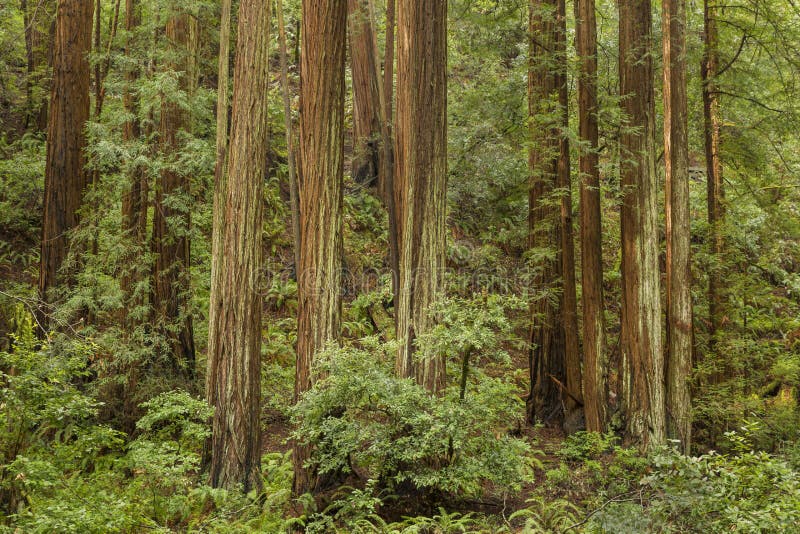 Muir Woods National Monument Stock Photo - Image of trees, tall: 91455872