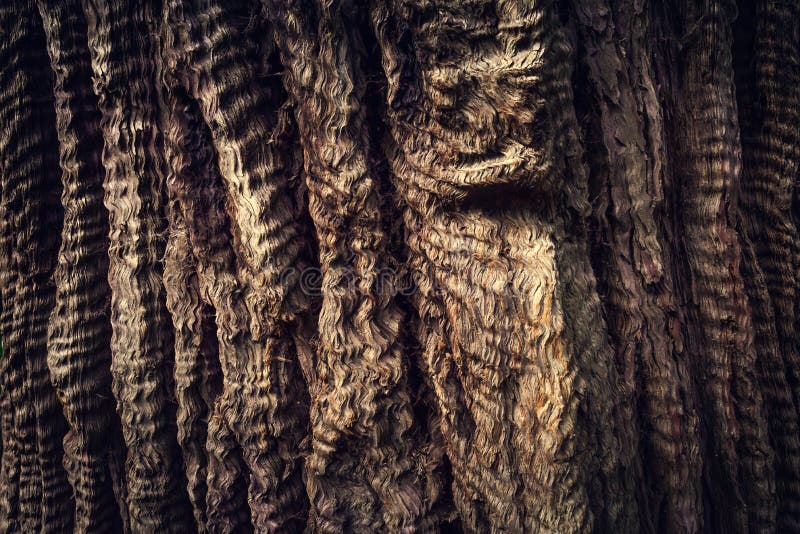 Muir Woods National Monument. Redwood Tree Texture with Space for Text ...