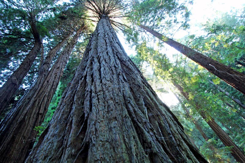 Muir Woods stock image. Image of trees, monument, landscape - 73659657
