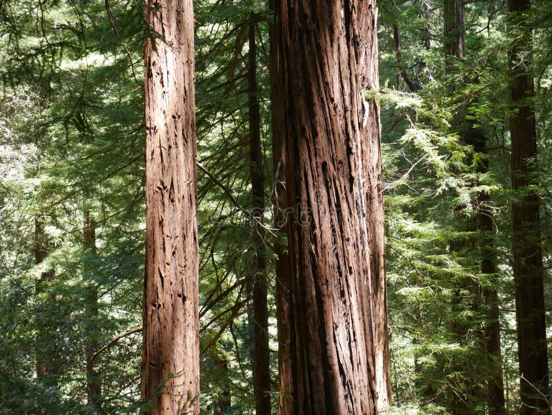 Muir woods tree stock photo. Image of detail, woods - 101840498