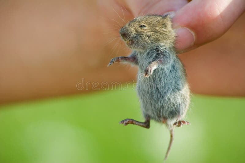 Dode Muis in Een Flatkeuken Muizencontrole Stock Foto - Image of huis ...