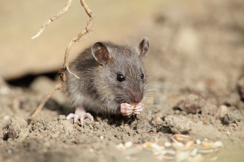 Muis. stock foto. Image of muis, nave, knaagdier, knaagdieren - 25064746