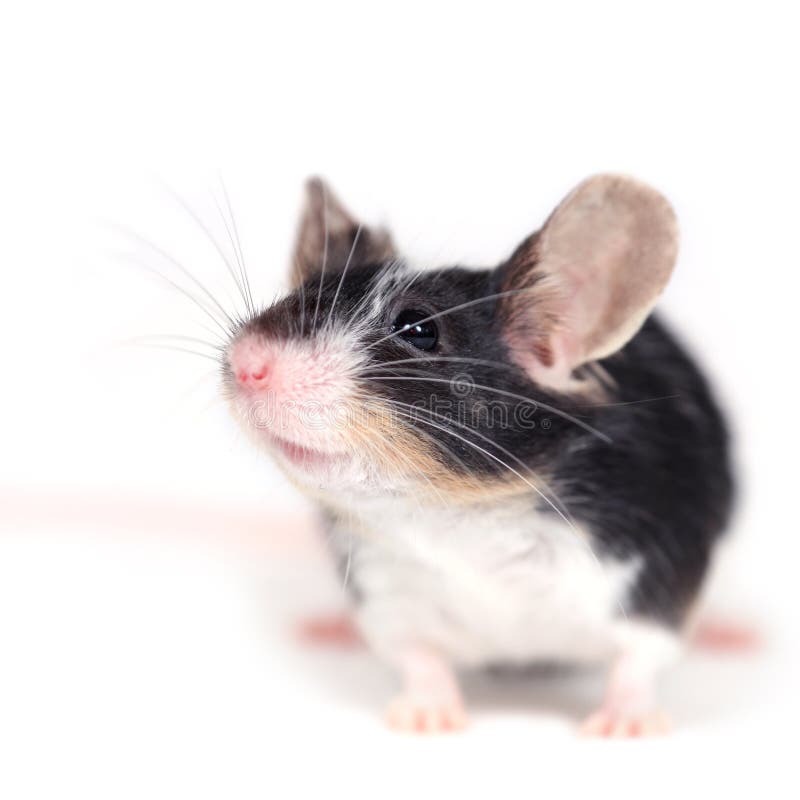Muis stock foto. Image of dier, huisdier, luisteren, muis - 601156