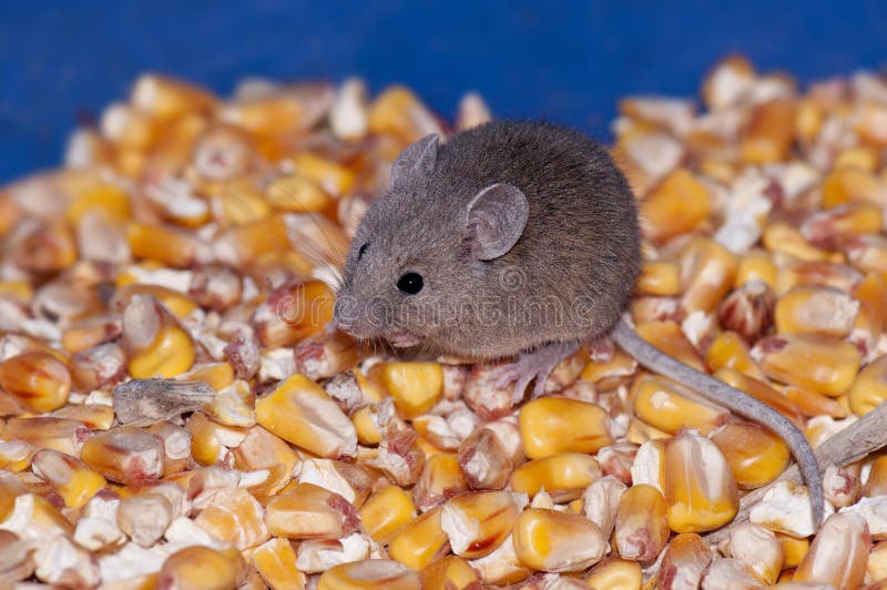 Muis die graan eten stock afbeelding. Image of fauna - 83711615