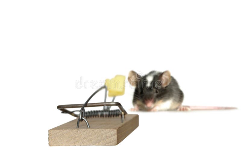 Muis en val stock afbeelding. Image of gevaarlijk, nieuwsgierigheid ...