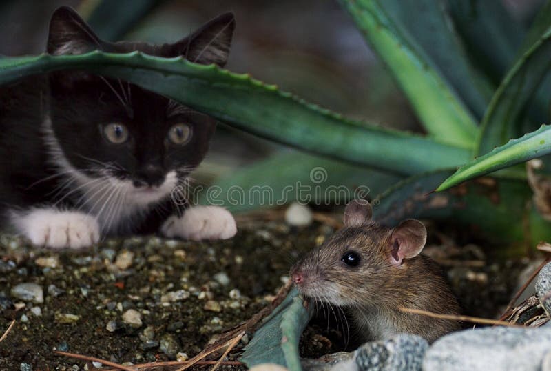 Muis, Fauna, Rat, Muridae Picture. Image: 102707476