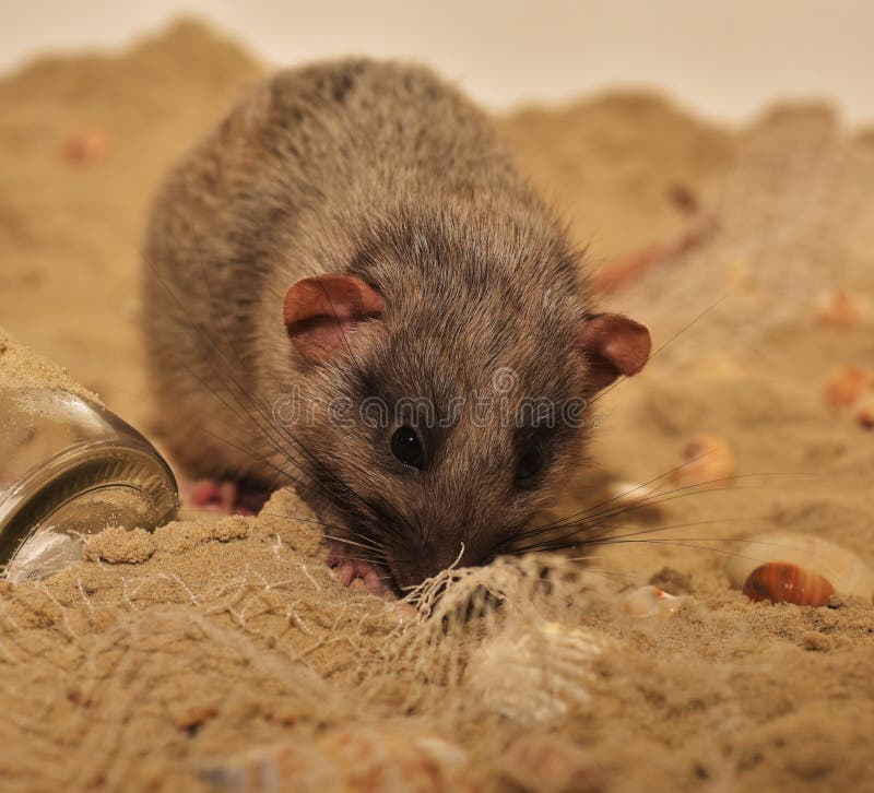 Muis, Fauna, Rat, Muridae Foto. Afbeelding: 102707476