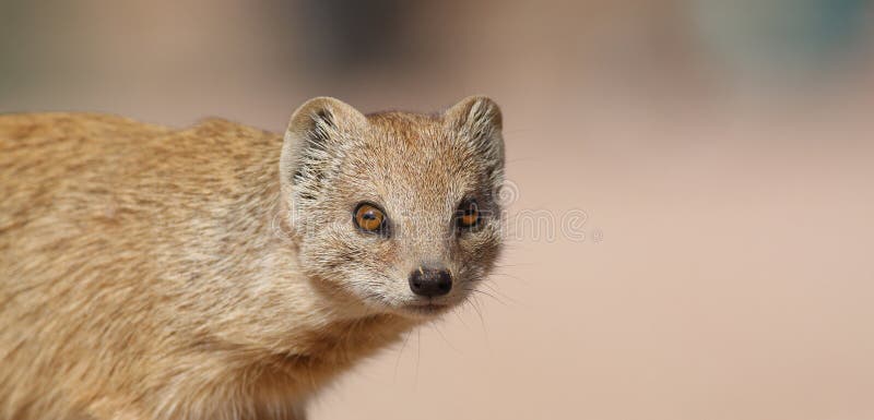 Muishond stock foto. Image of nave, ogen, zuiden, schepsel - 13020654