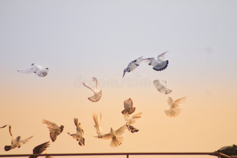 Muitas aves voando foto de stock. Imagem de marinheiro - 185934034