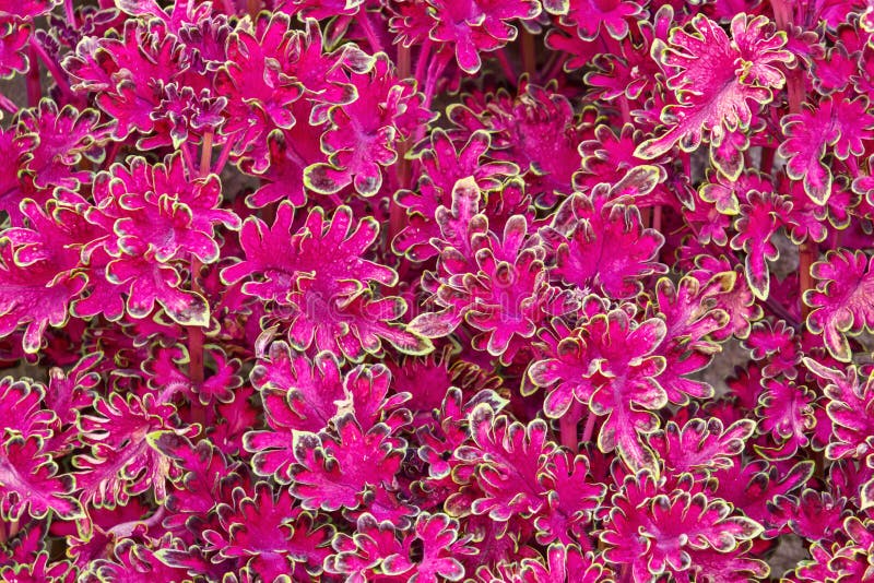 Muitas folhas rosa imagem de stock. Imagem de colorido - 164728235