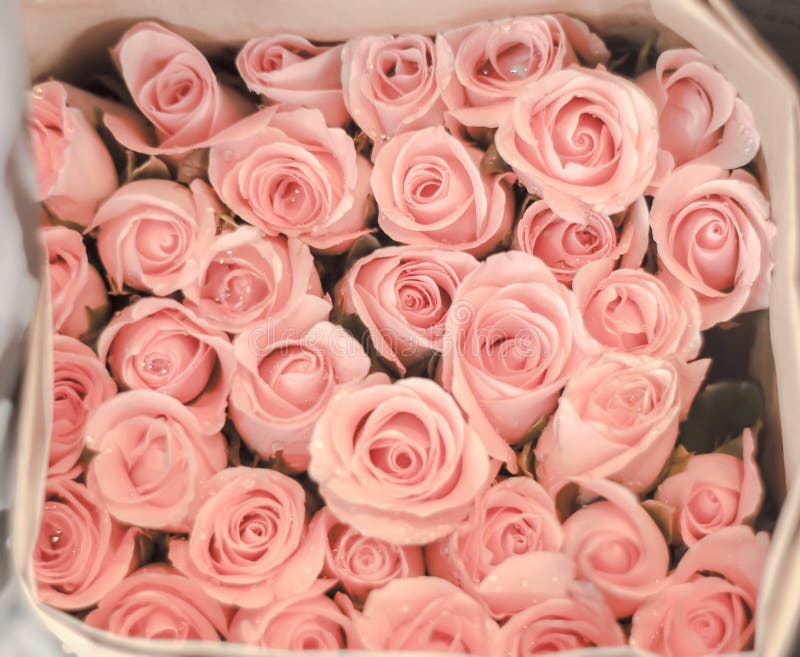 Muitas Rosas Cor-de-rosa Pasteis Bonitas Mostram O Amor Doce Imagem de ...