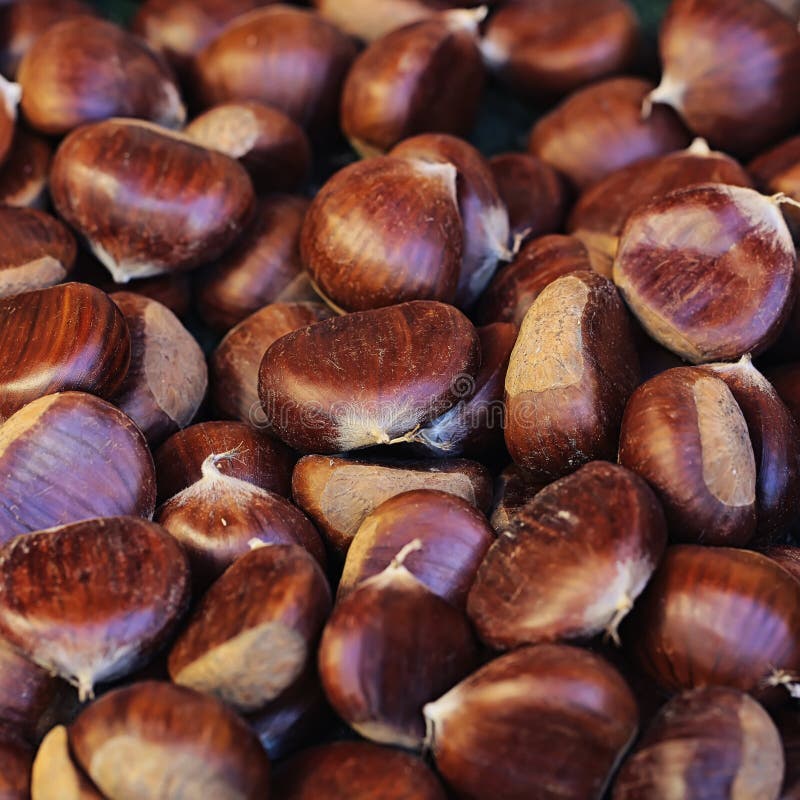 Fruta E Sementes Da Castanha Foto de Stock - Imagem de maturation ...