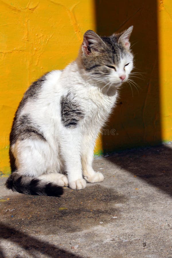 Muitos retinem o gato foto de stock. Imagem de pouco - 92299524