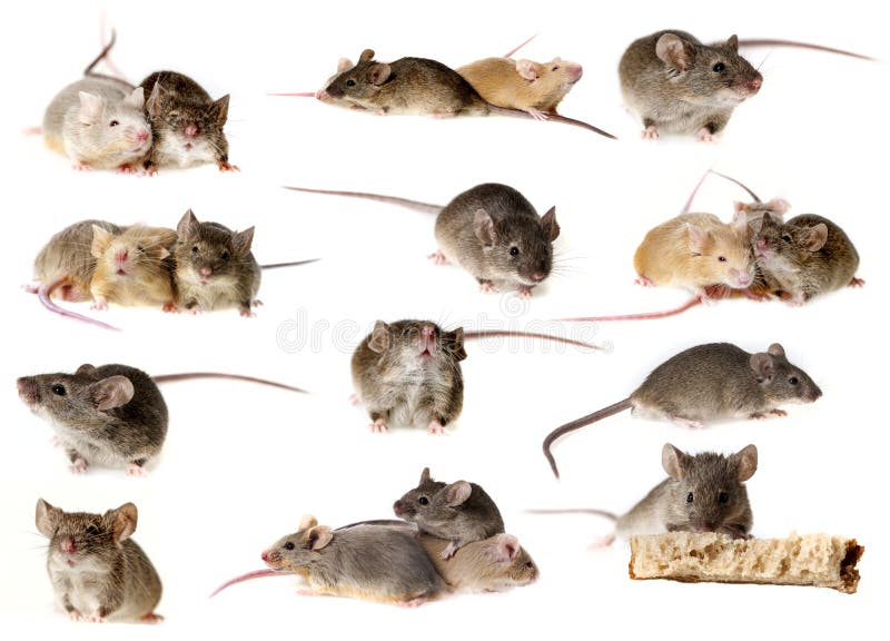 Muizen stock foto. Image of hoofd, mooi, bruin, zoogdier - 29308864