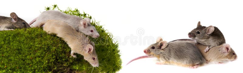 Muizen stock afbeelding. Image of weinig, gras, gezicht - 89180005