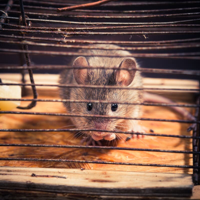 Muizen Die in Het Muizeval Worden Gevangen Stock Foto - Image of grijs ...