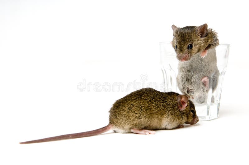 Bruine Muis stock foto. Image of piepklein, huisdier, muizen - 4126930