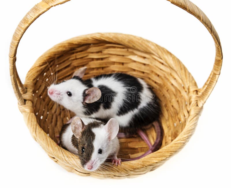 Twee muizen stock afbeelding. Image of kijk, muizen, portret - 29155249