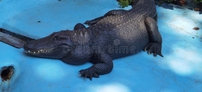 Muja the Olldest Aligator in the World Stock Photo - Image of lizard ...