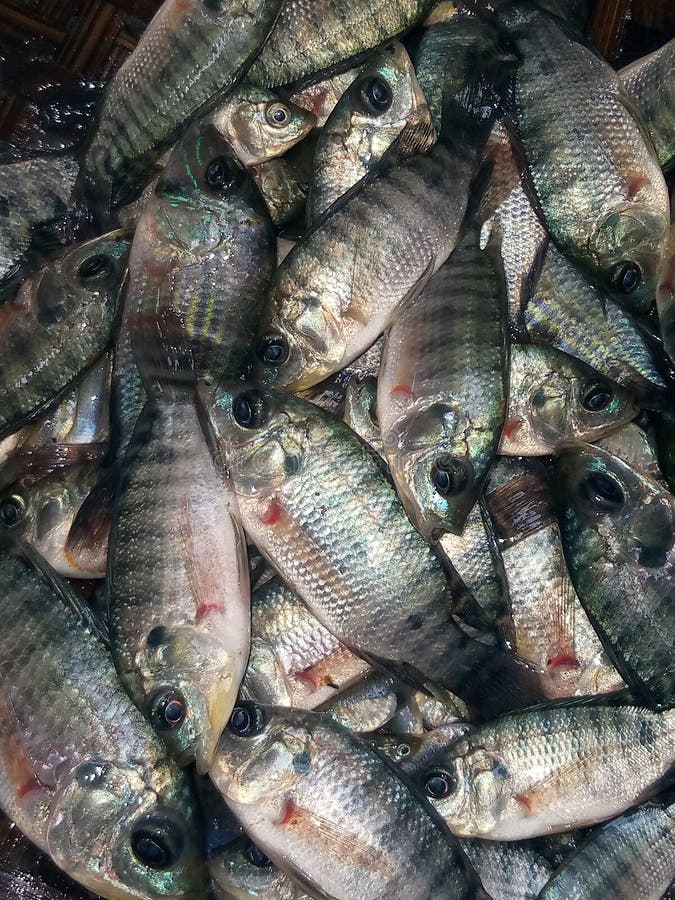 Mujaer Fish that are Still Small Stock Photo - Image of meat, still ...