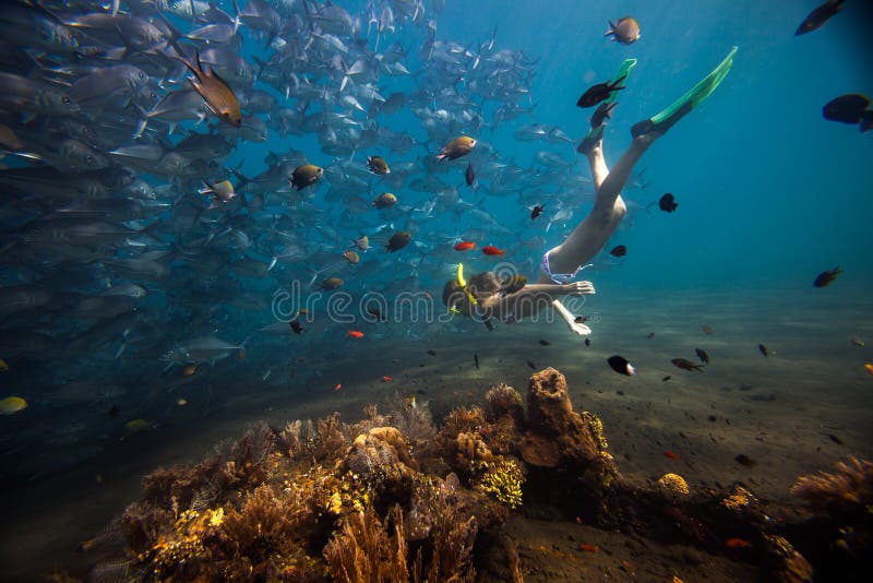 Mujer Joven Que Bucea Con Los Pescados Del Arrecife De Coral Imagen de ...