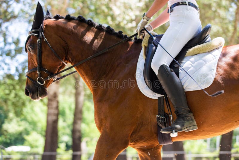 Mujer Montada En Un Caballo Practicando La Vestimenta Foto de archivo ...