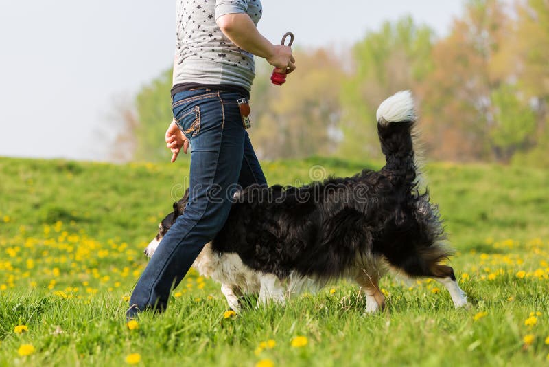 Mujer Que Hace El Baile Del Perro Con Un Border Collie Imagen de ...