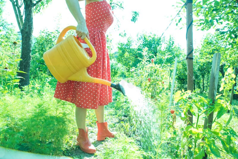 Mujer Que Riega Las Plantas Foto de archivo - Imagen de fresco, planta ...
