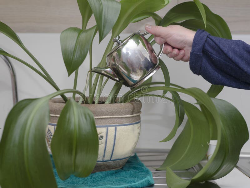 Plantas De Riego De La Mujer Foto de archivo - Imagen de agua, flores ...