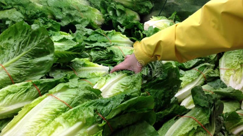 Mujer Que Selecciona La Lechuga Romana En Colmado Metrajes - Vídeo de supermercado, adultos ...
