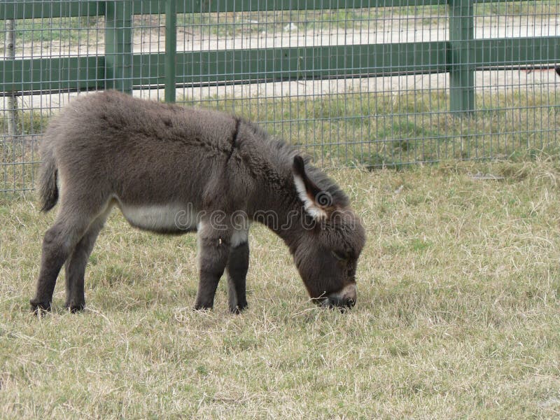 Mula imagen de archivo. Imagen de burro, paquete, dirigido - 200813