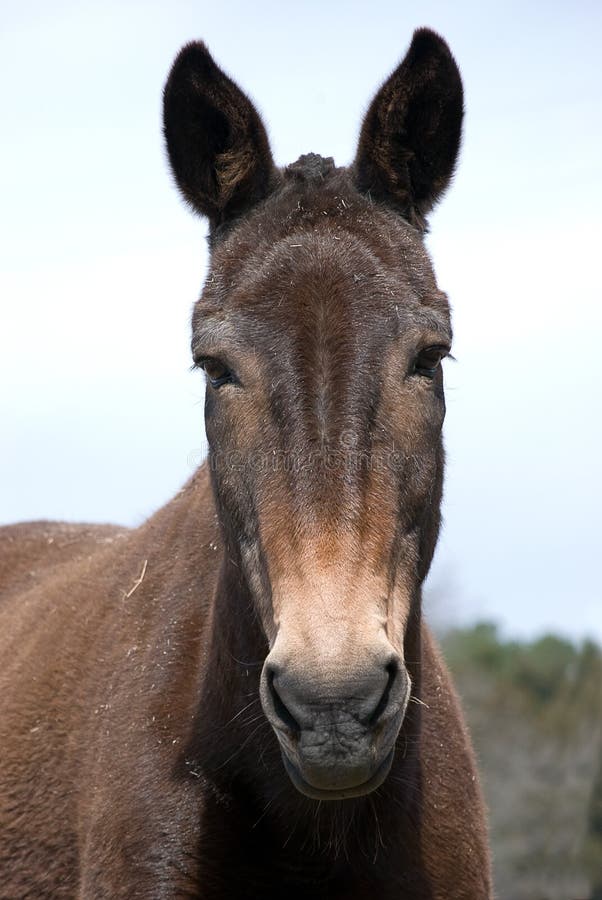 Mula imagen de archivo. Imagen de animal, fuerte, obstinado - 4670403
