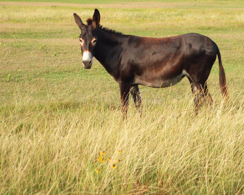 Mula imagen de archivo. Imagen de jenny, mula, burro, animal - 5607679
