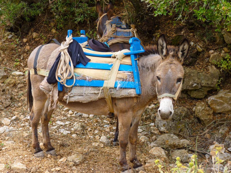 Mula Que Espera Para Trabajar Imagen de archivo - Imagen de caballo ...