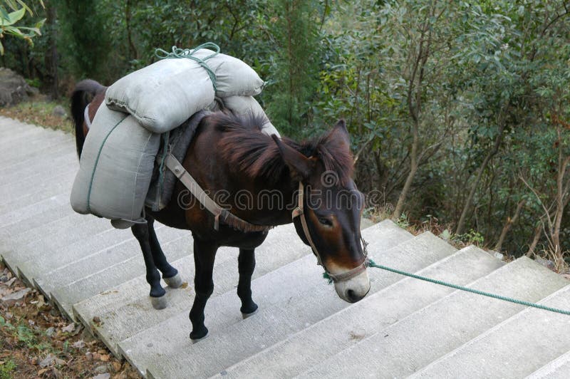 Mula foto de archivo. Imagen de camino, libre, doméstico - 8270562