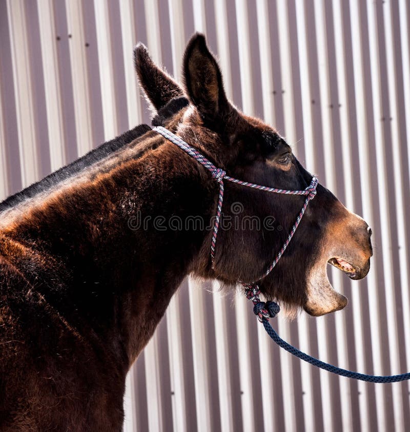 Los Ciervos De Mula Divertidos Buck El Retrato Con La Cornamenta Del ...