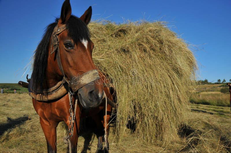 Mula hermosa foto de archivo. Imagen de campo, frunce - 10330744