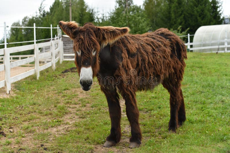 Uma mula com fundo natural foto de stock. Imagem de marrom - 201480912
