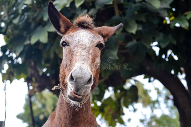 Mula divertida foto de archivo. Imagen de divertido, mamífero - 23922932