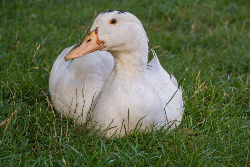 Mulard Duck Sitting in the Green Grass Stock Image - Image of ...