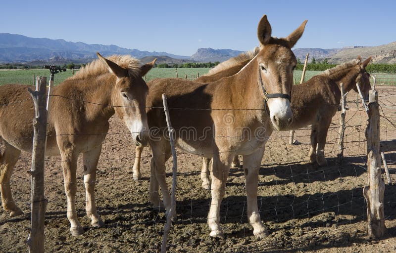 Tres mulas imagen de archivo. Imagen de paisaje, aprovechar - 13475541